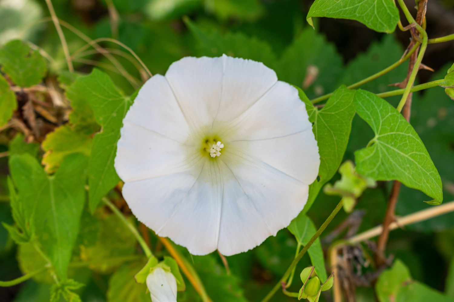 How to Grow and Care for Moonflower - Treeier