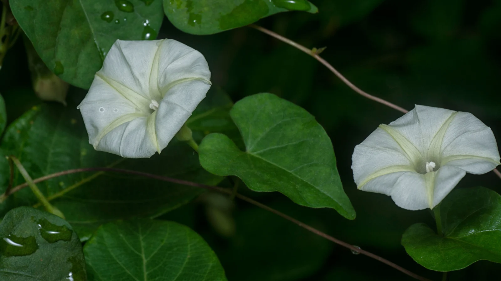 How to Grow and Care for Moonflower - Treeier