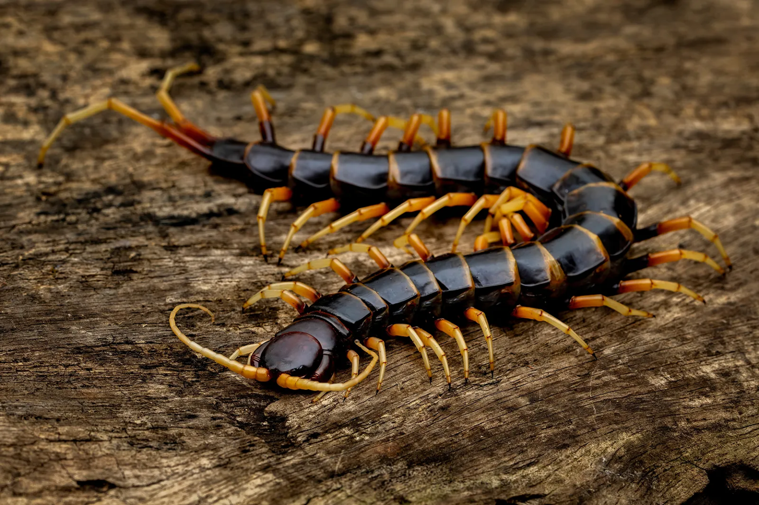 How to Identify and Get Rid of House Centipedes - Treeier