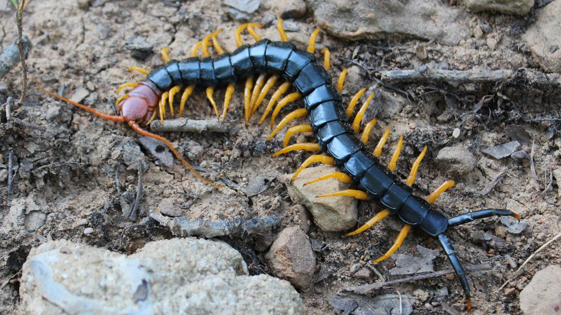 How to Identify and Get Rid of House Centipedes - Treeier