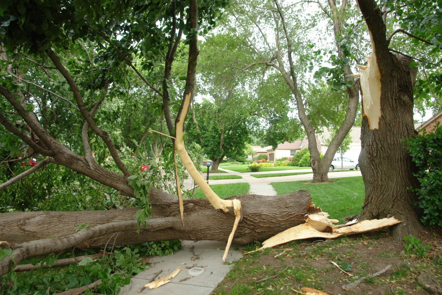 What to Do with Storm-Damaged Trees? - Treeier