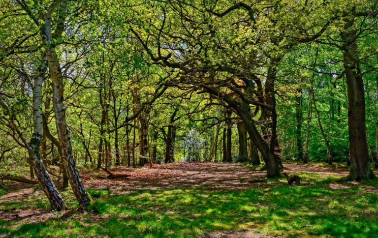 List of protected trees UK - Treeier