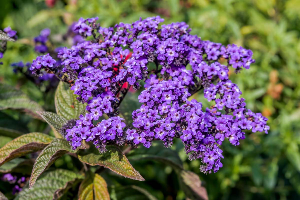 How to Grow and Care Heliotropes - Treeier