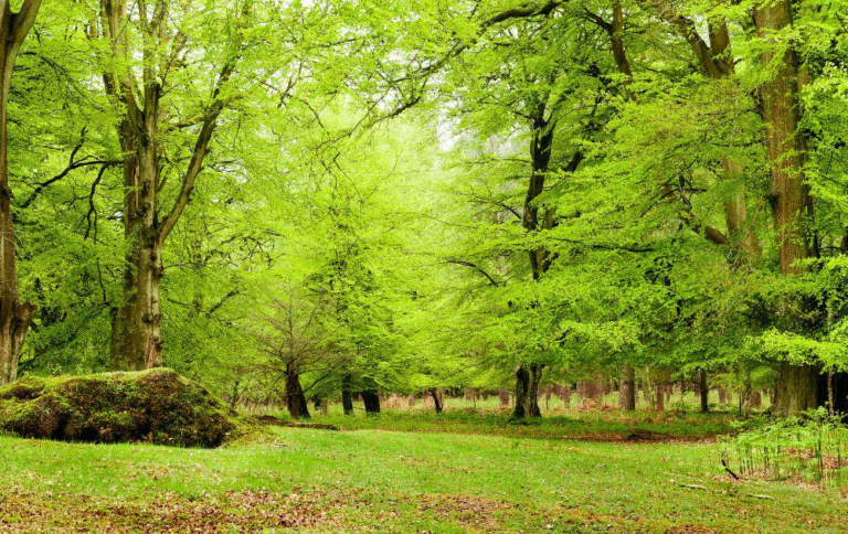 List of protected trees UK - Treeier