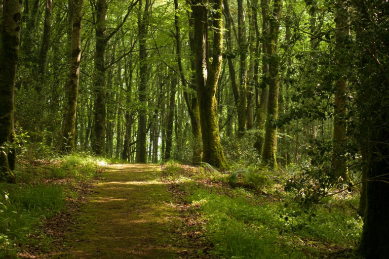 List of protected trees UK - Treeier