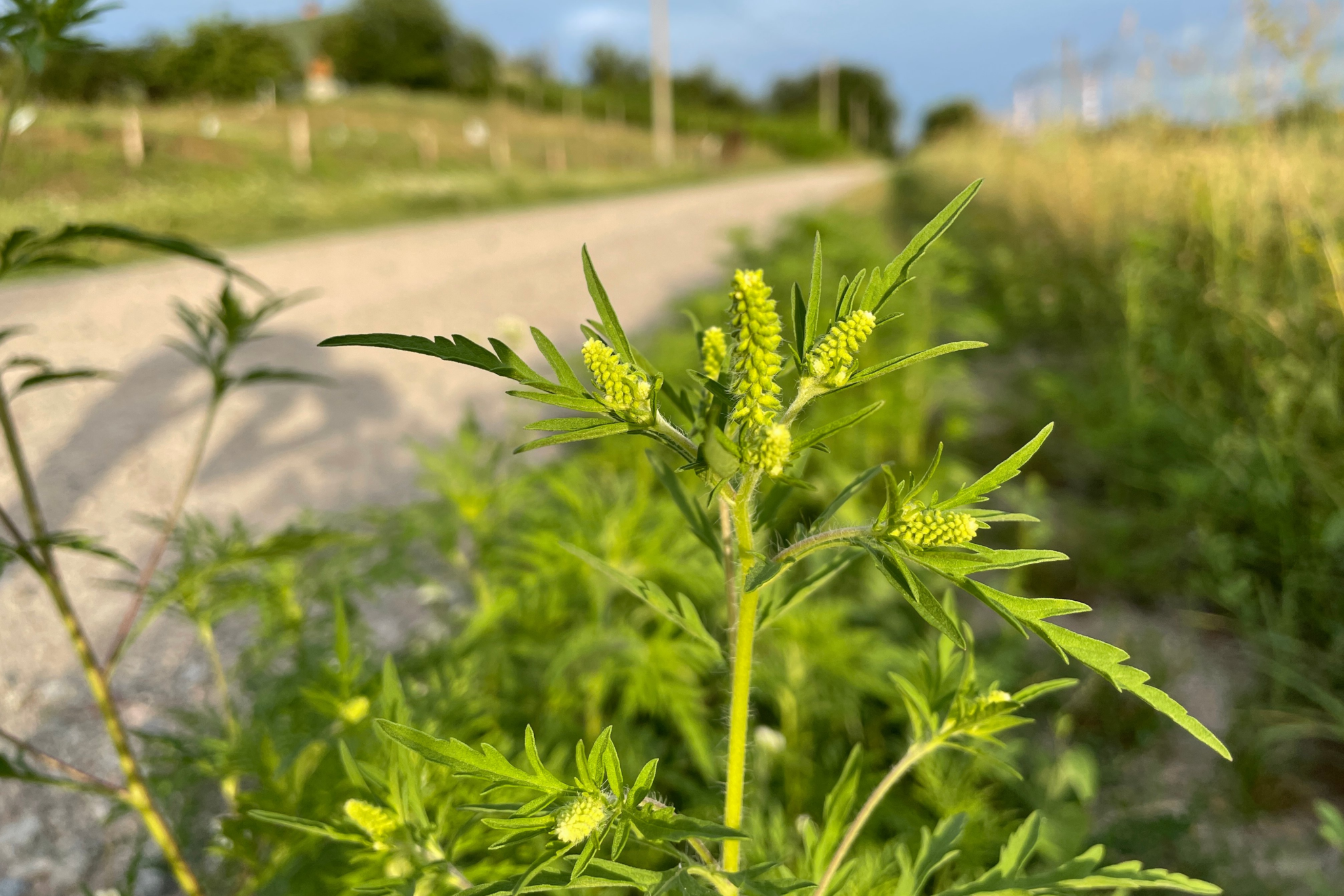 How to Identify and Avoid Ragweed - Treeier