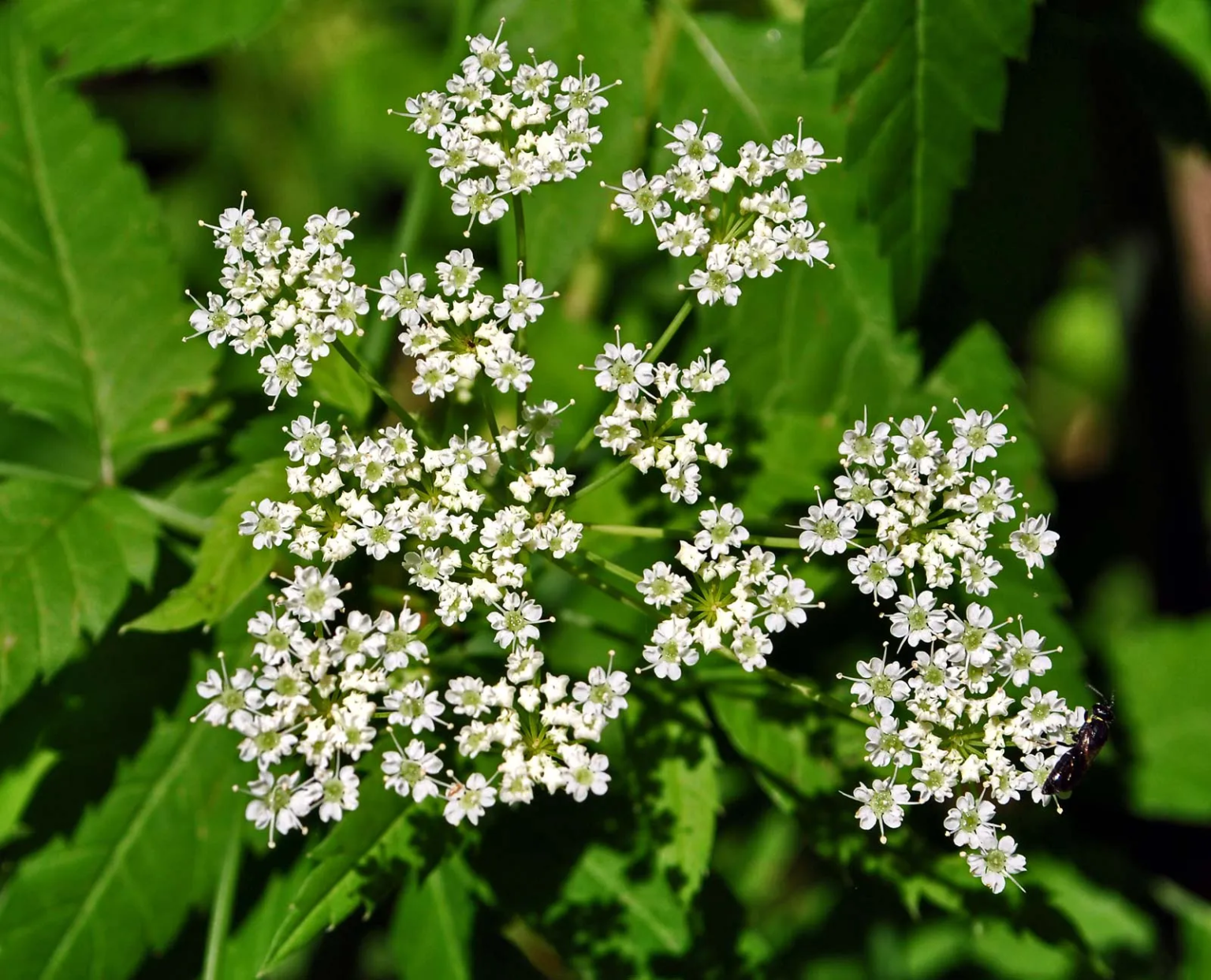 Common Poisonous Plants - Treeier