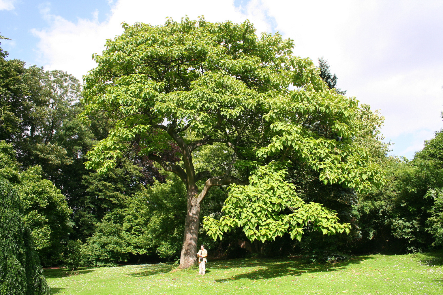 10 Fast-Growing Flowering Trees - Treeier