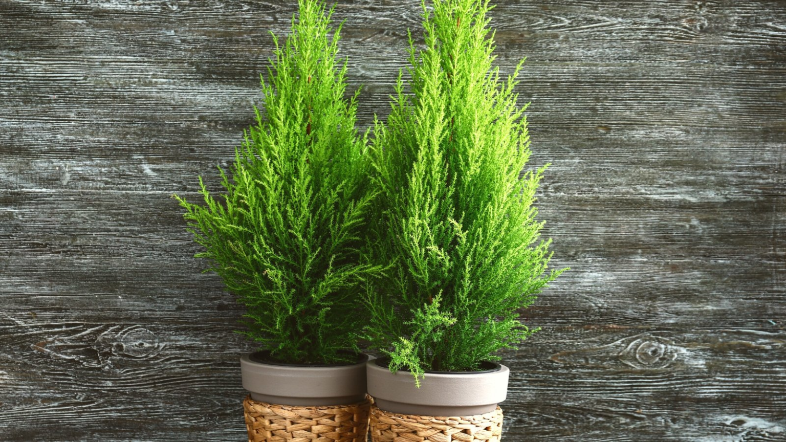 How to Grow Lemon Cypress Trees - Treeier