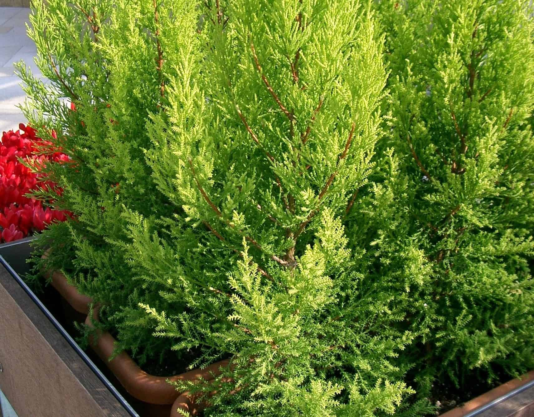 How to Grow Lemon Cypress Trees - Treeier