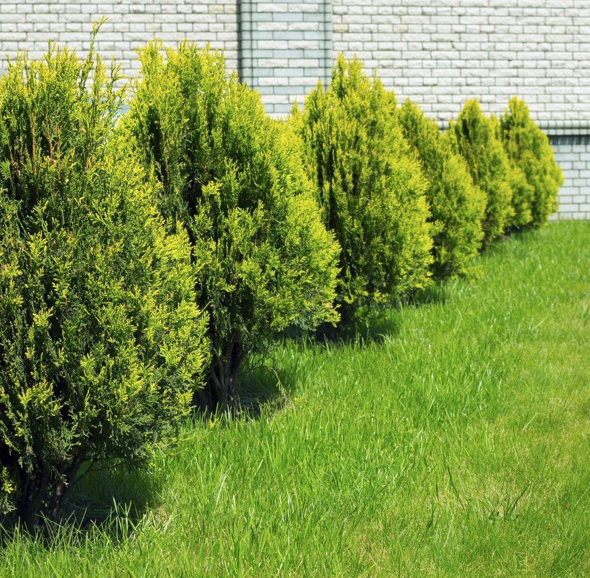 How to Grow Lemon Cypress Trees - Treeier