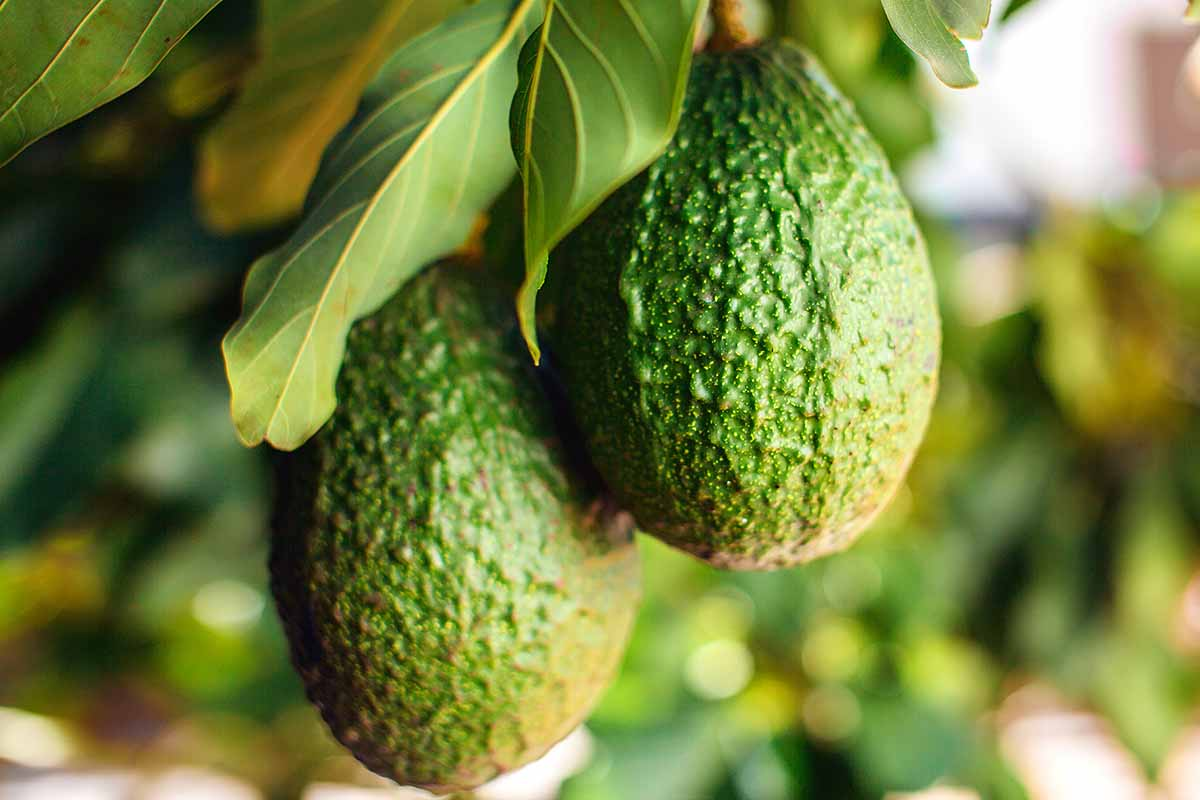 How to Grow and Care for an Avocado Tree - Treeier