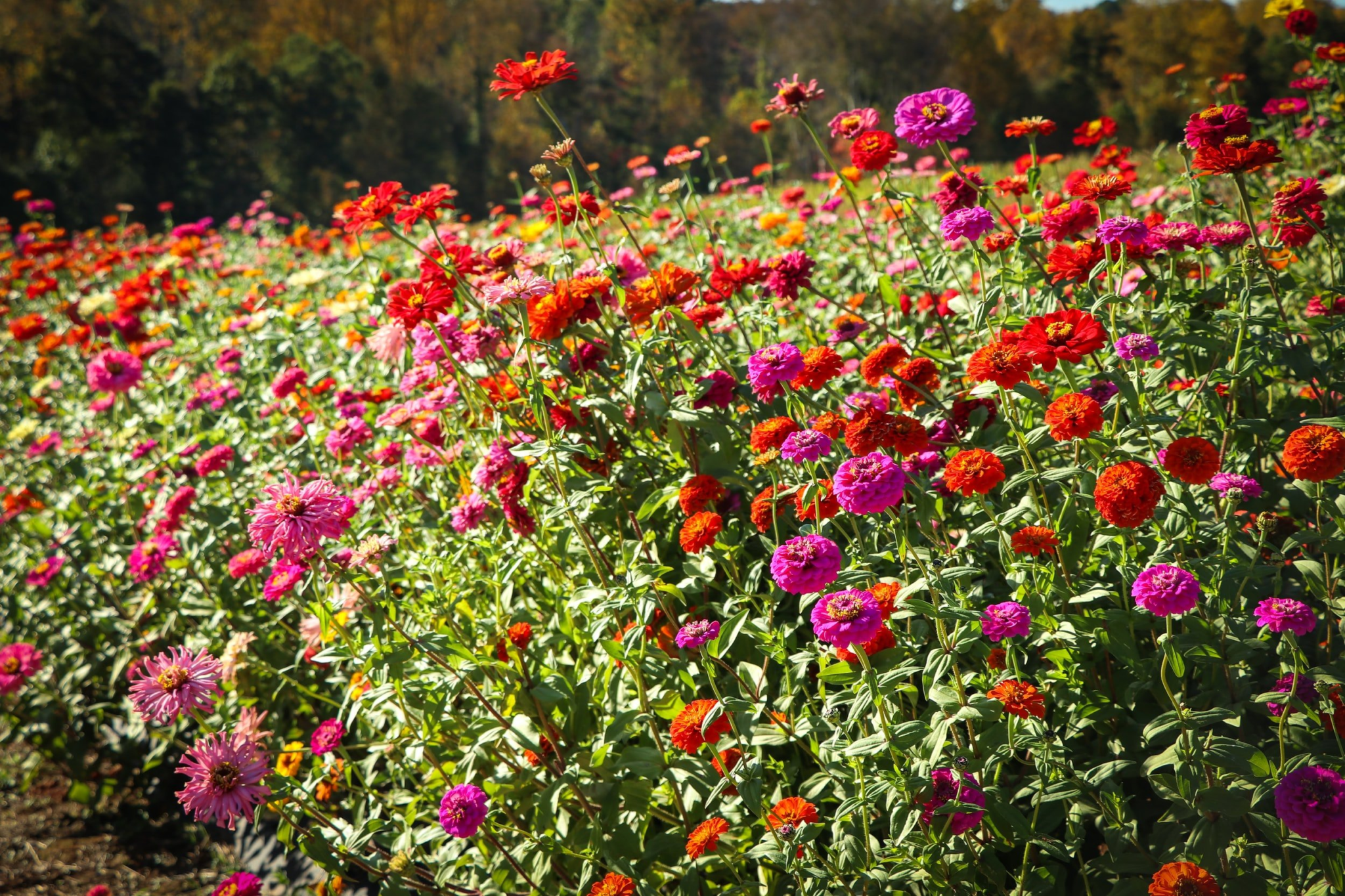 10 Cozy Cosmos and Zinnia Garden Ideas for Effortless Color - Treeier