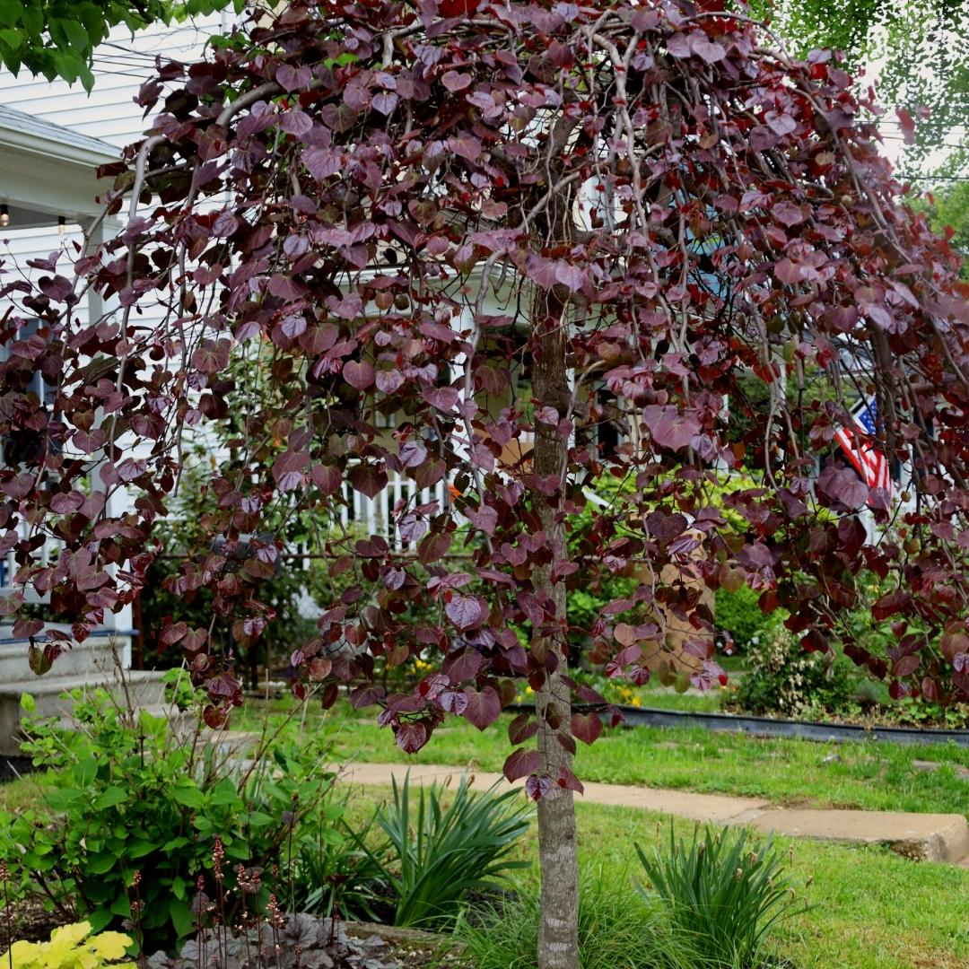 Redbud Tree Varieties - Treeier
