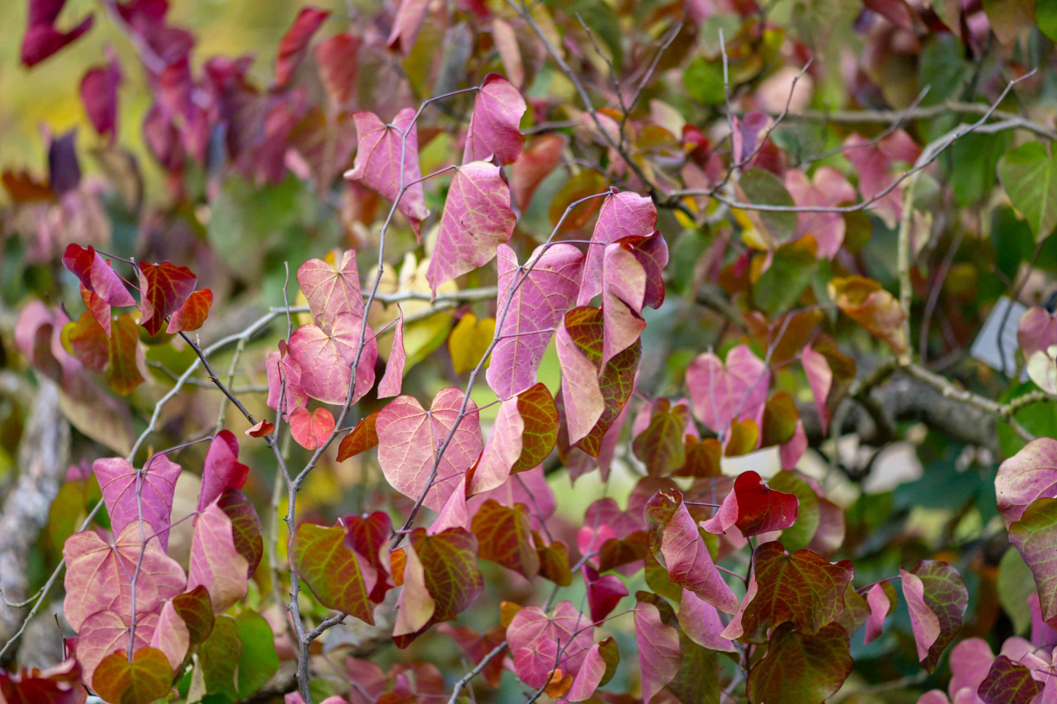 Redbud Tree Varieties - Treeier