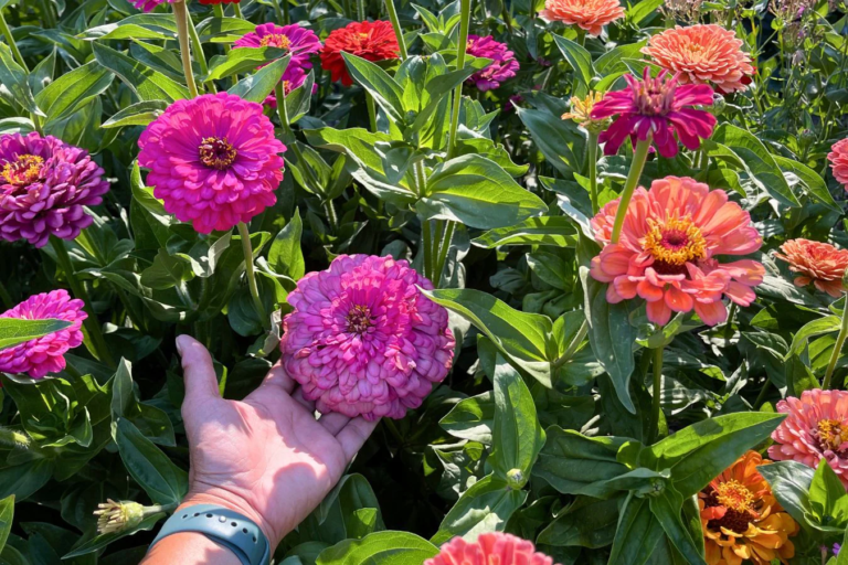 10 Cozy Cosmos and Zinnia Garden Ideas for Effortless Color - Treeier