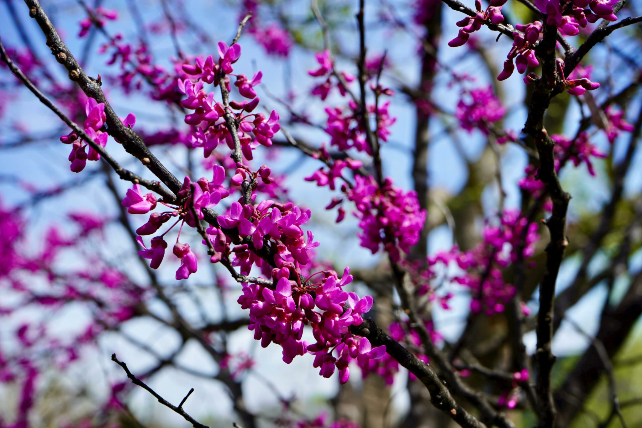 Redbud Tree Varieties - Treeier