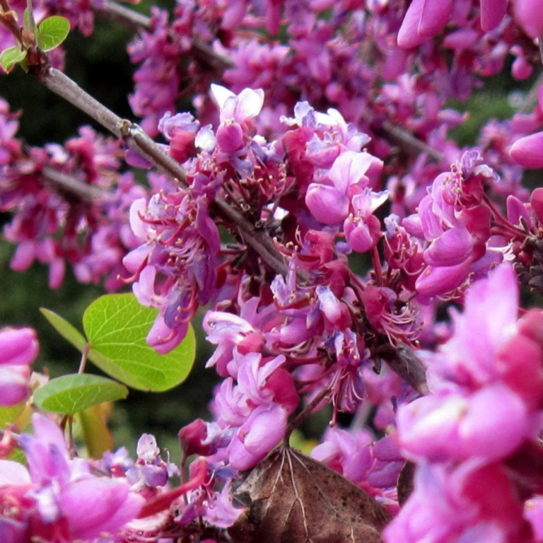 Redbud Tree Varieties - Treeier