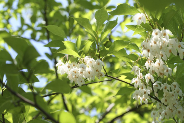 How to Grow and Care For Japanese Snowbell - Treeier