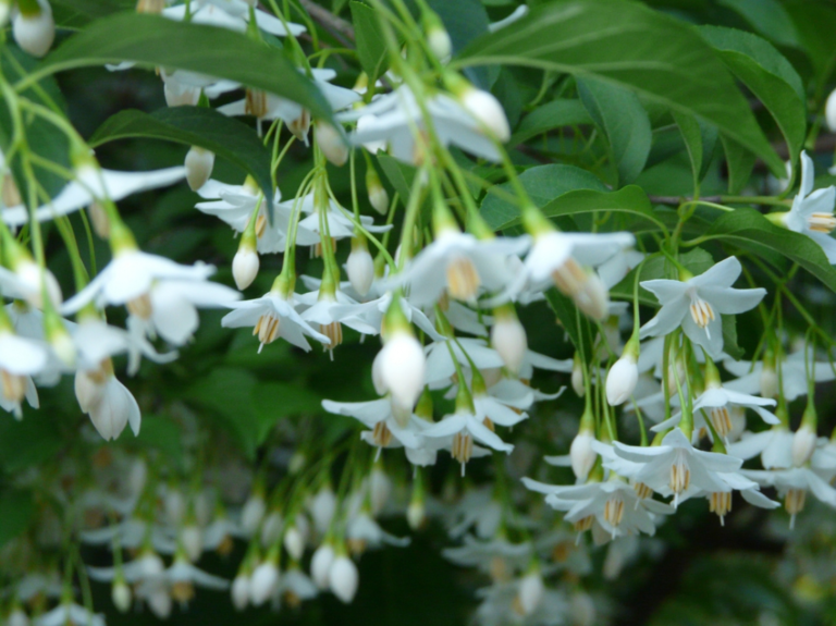 How to Grow and Care For Japanese Snowbell - Treeier