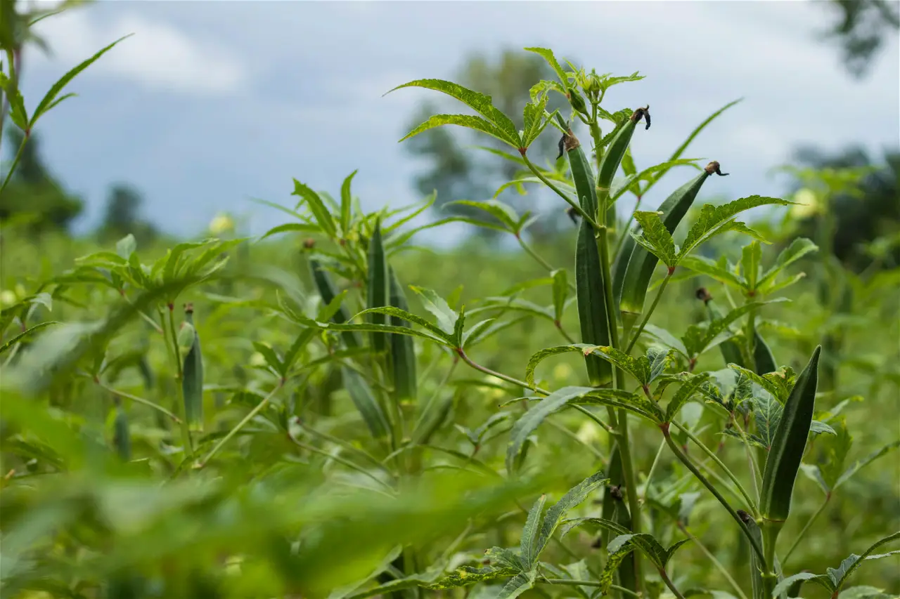 How to Grow Lady's Finger in Garden, Pot & Indoors from Seed - Treeier