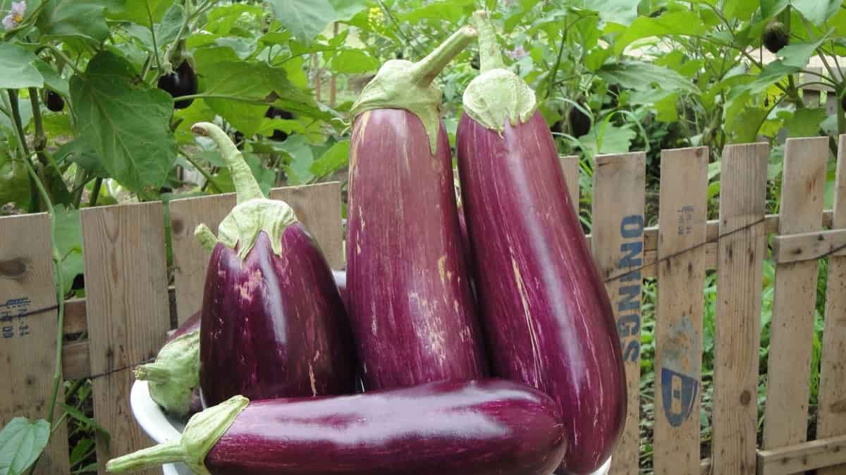 How to Grow Brinjal in Garden, Pot & Indoors from Seed - Treeier