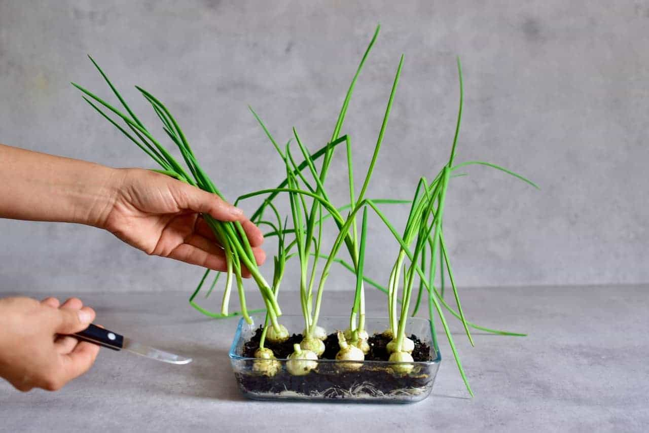 How to Grow Spring onion in Garden, Pot & Indoors from Seed - Treeier