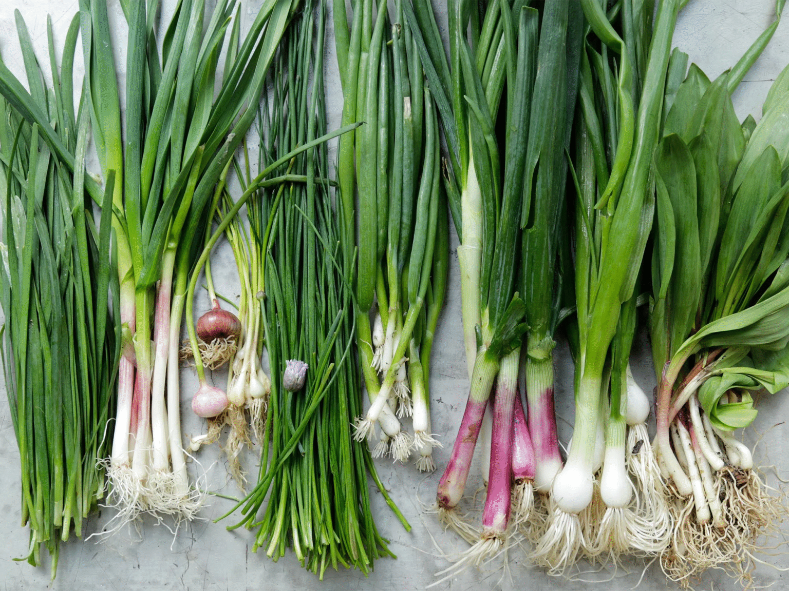 How to Grow Spring onion in Garden, Pot & Indoors from Seed - Treeier