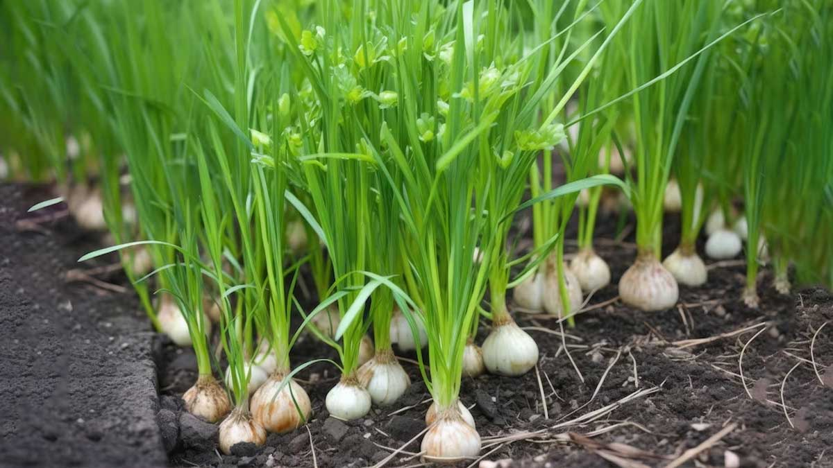 How to Grow Spring onion in Garden, Pot & Indoors from Seed - Treeier