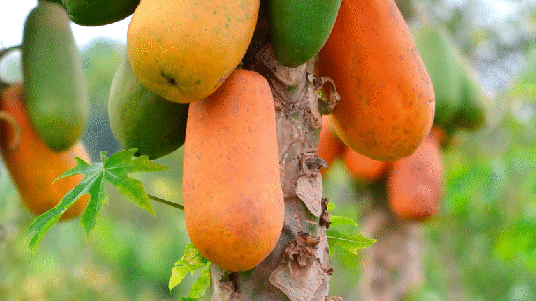 How to Grow and Care Papaya in Garden, Pot & outdoors from Seed - Treeier