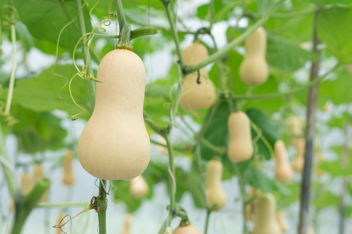 How to Grow hubbard squash in Garden, Pot & Indoors from Seed - Treeier