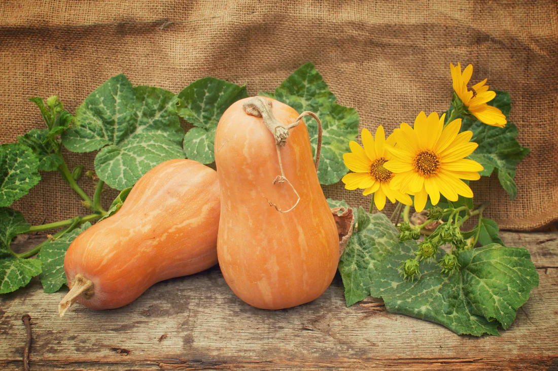 How to Grow Butternut squash in Garden, Pot & Indoors from Seed - Treeier