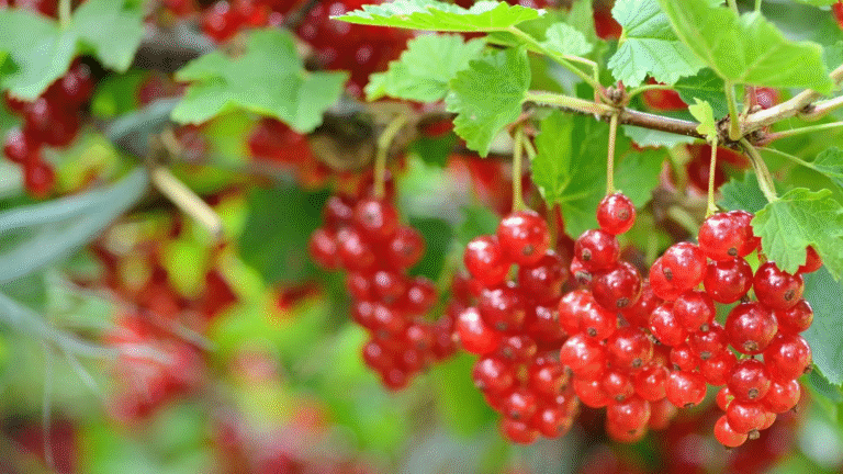 How to Grow and Care Red currant in Garden, Pot & outdoors from Seed ...