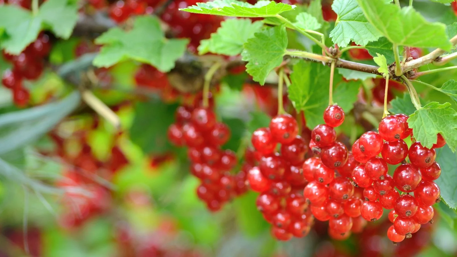 How to Grow and Care Red currant in Garden, Pot & outdoors from Seed ...