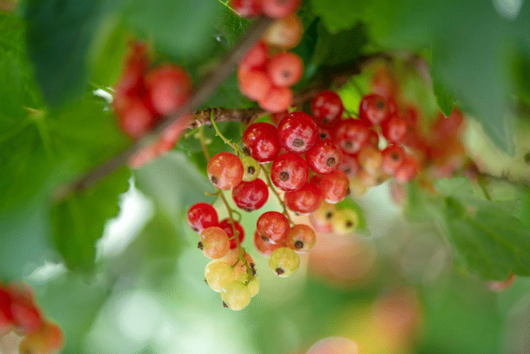 How to Grow and Care Red currant in Garden, Pot & outdoors from Seed ...