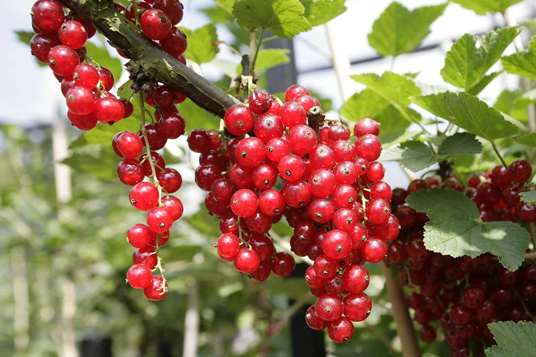How to Grow and Care Red currant in Garden, Pot & outdoors from Seed ...