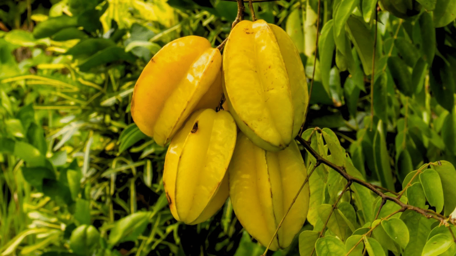 How to Grow and Care Star fruit in Garden, Pot & outdoors from Seed ...