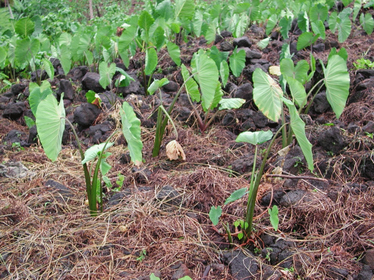 How to Grow taro in Garden, Pot & Indoors from Seed - Treeier