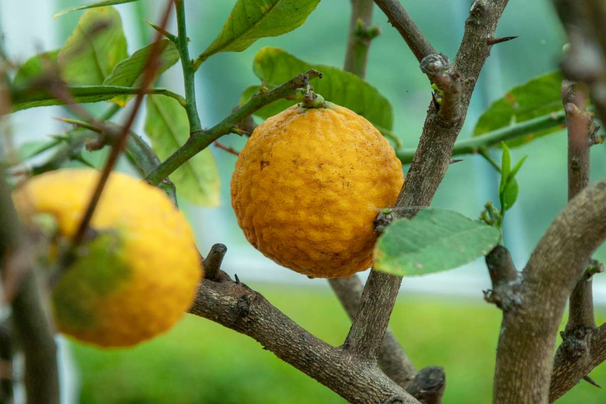 How to Grow and Care Yuzu in Garden, Pot & outdoors from Seed - Treeier