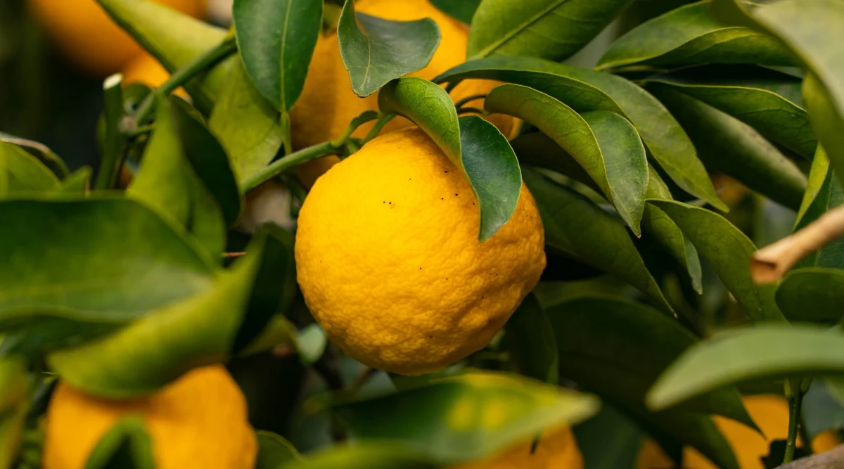 How to Grow and Care Yuzu in Garden, Pot & outdoors from Seed - Treeier