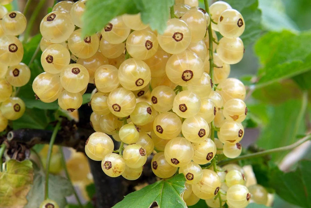 How to Grow and Care White currant in Garden, Pot & outdoors from Seed - Treeier