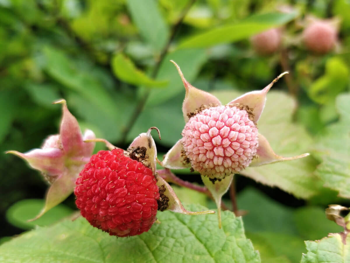 How to Grow and Care Thimbleberry in Garden, Pot & outdoors from Seed ...
