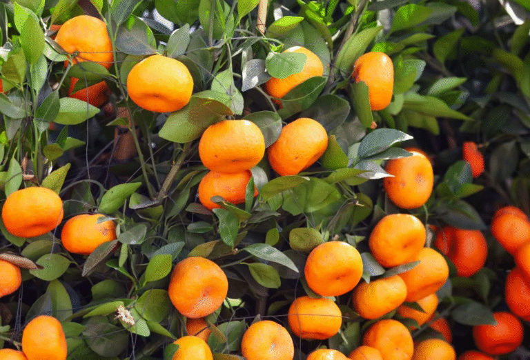 How to Grow and Care Tangelo in Garden, Pot & outdoors from Seed - Treeier