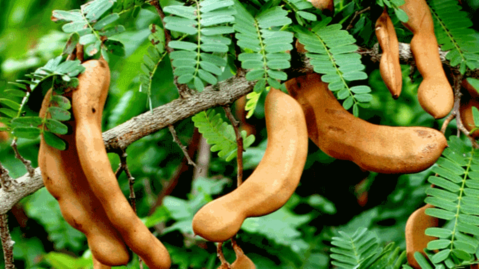 How to Grow and Care Tamarind in Garden, Pot & outdoors from Seed - Treeier