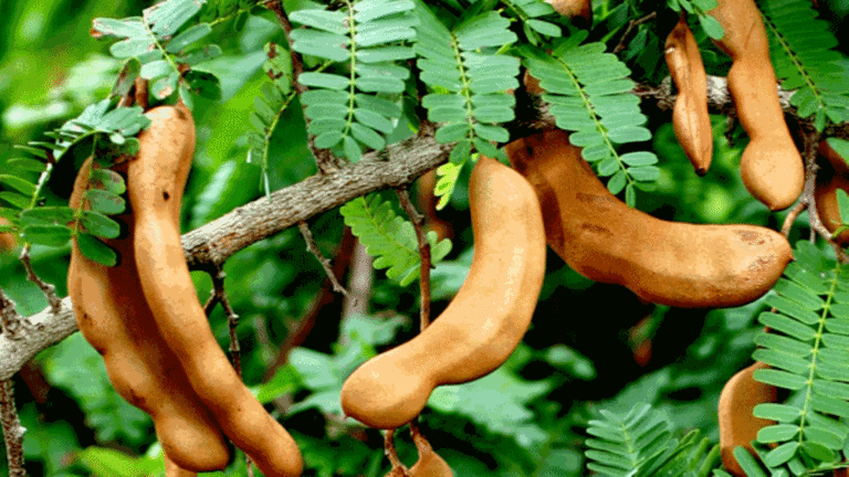 How to Grow and Care Tamarind in Garden, Pot & outdoors from Seed - Treeier