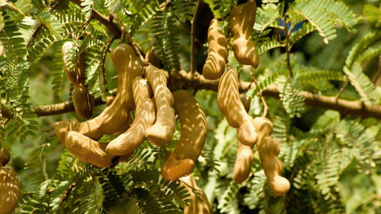 How to Grow and Care Tamarind in Garden, Pot & outdoors from Seed - Treeier