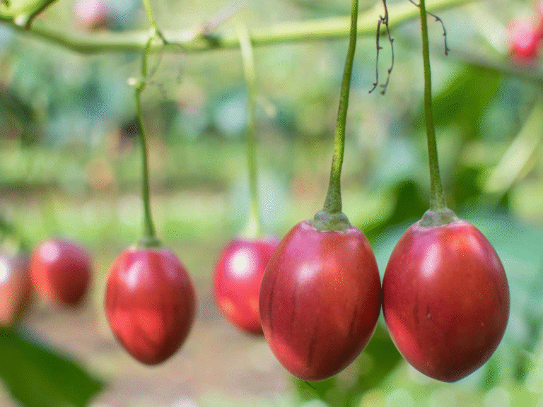 How to Grow and Care Tamarillo in Garden, Pot & outdoors from Seed ...
