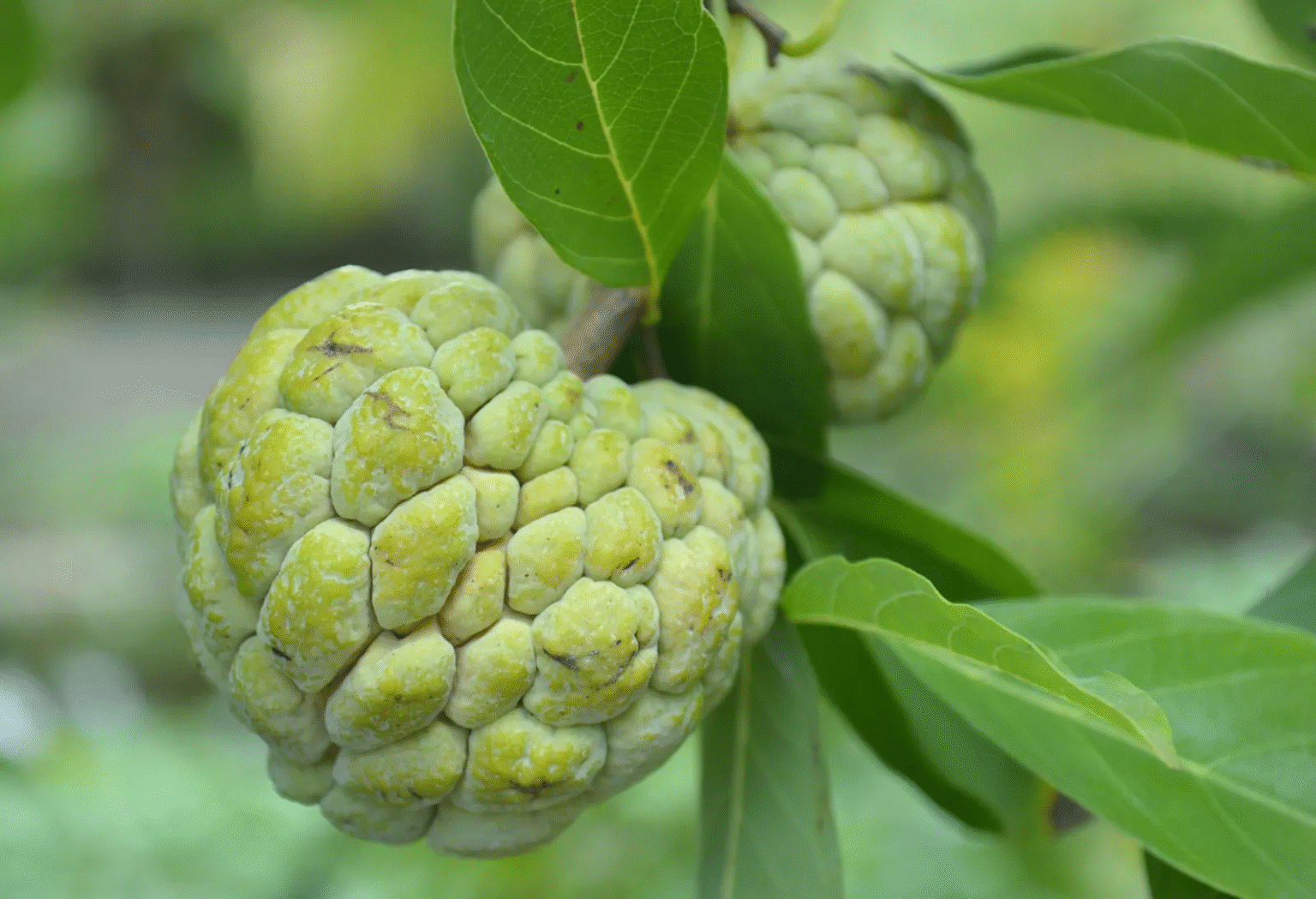 How to Grow and Care Sugar apple in Garden, Pot & outdoors from Seed ...