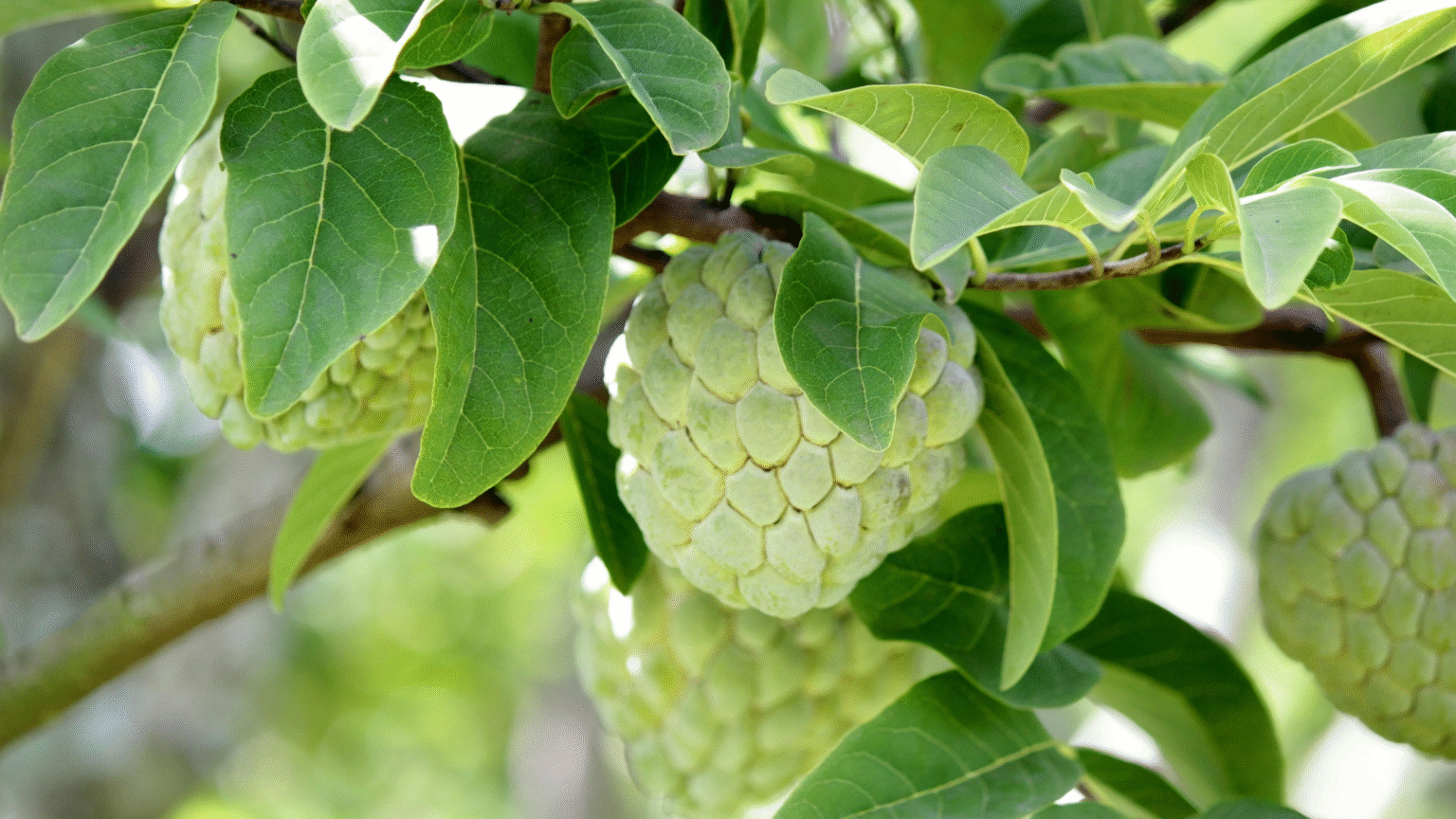 How to Grow and Care Sugar apple in Garden, Pot & outdoors from Seed ...