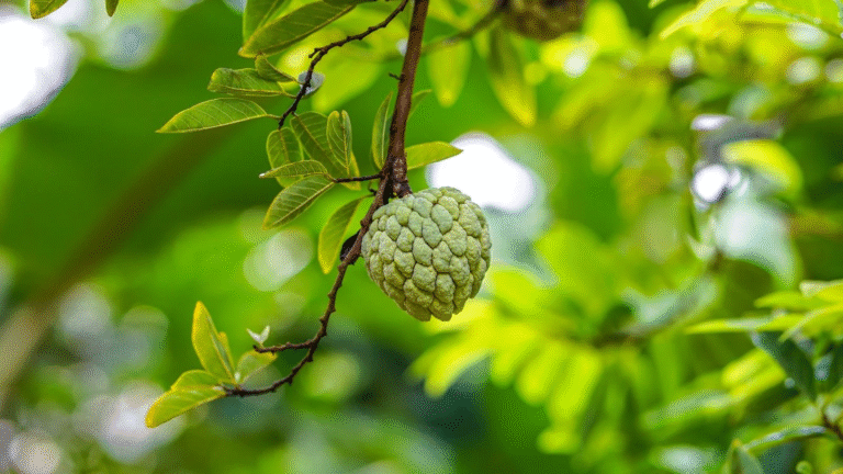 How to Grow and Care Sugar apple in Garden, Pot & outdoors from Seed ...